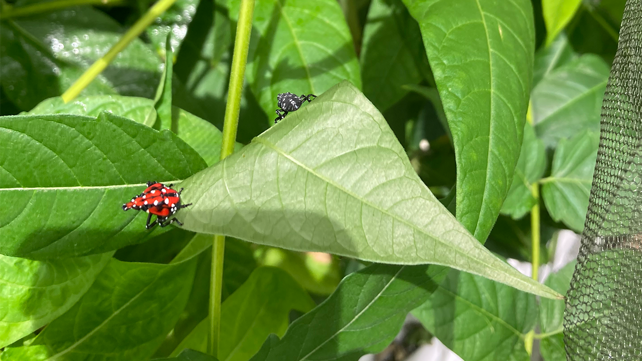 UC Davis Researchers Finding Ways to Fight Spotted Lanternfly – Sonoma ...